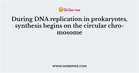 During Dna Replication In Prokaryotes Synthesis Begins On The Circular