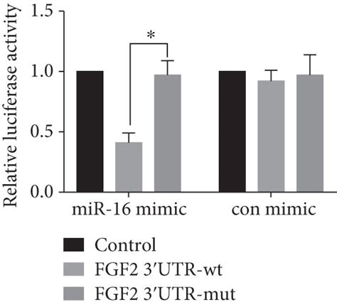 Mir 16 Is Involved In The Mgcl2 Induced Increase Of Fgf2 And Activation