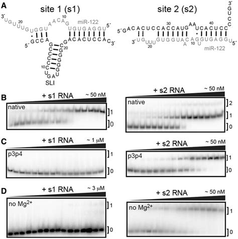 Determination Of Site 1 And Site 2 Interactions With Mir 122 Rnas A