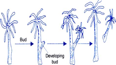 Explain Budding Spore Formation Regeneration And Fragmentation Modes