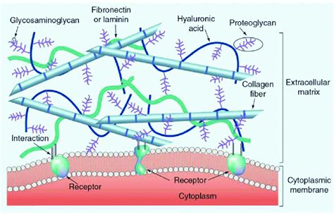 Model Of Complex 3d Structure Of The Natural Extracellular Matrix And