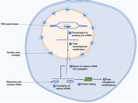 The Process Of Protein Synthesis