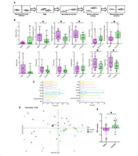 Sex Differences In Aggressive Behavior A Schematic Illustration Of