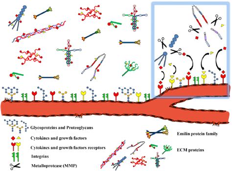 Schematic Representation Of Key Extracellular Matrix Ecm Components
