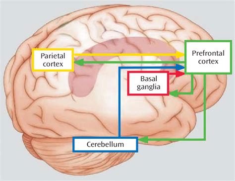 Prefrontal Circuits Implicated In Cognitive Control A Download