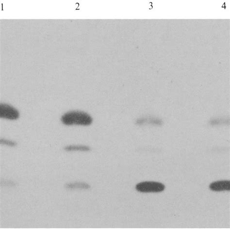 Trans Induction Of Ie Transcription By Mutant Plasmids Cat Assays Were