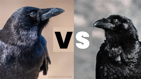 Common Raven Vs American Crow