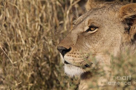 The Lioness Photograph By Christina Gupfinger Fine Art America