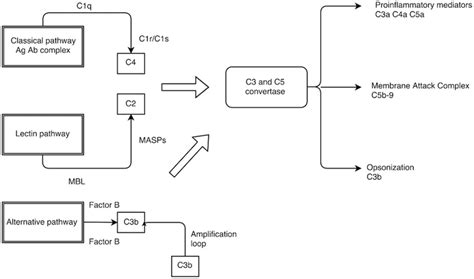 The Complement Pathway C1q C1r C1s C1 Complex Mbl Mannose Binding