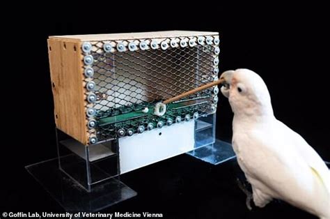 cockatoos can combine tools to complete complex tasks