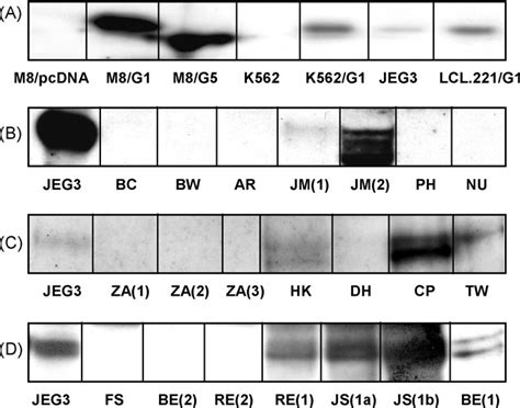 Analysis Of Hla G Gene Product After Precipitation With The Ilt 2