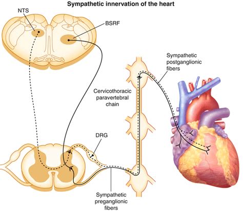 Neural Control Of Cardiac Function In Health And Disease Thoracic Key