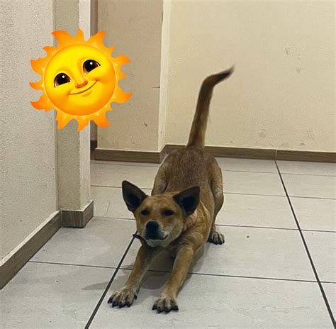 Adopta Guadalajara 🇲🇽 On Twitter Vainilla Da Los Buenosdías En Su