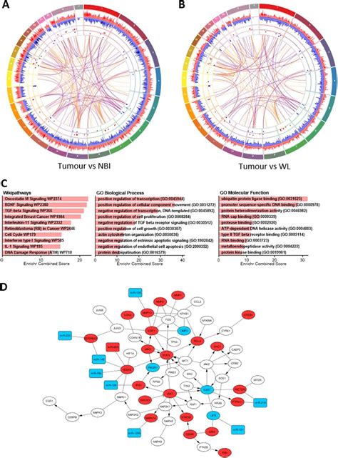 Circos Plots Of Gene And Mirna Differential Expression And Potential