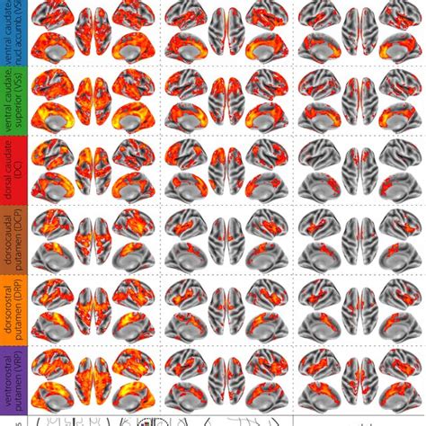 Functional Connectivity Results From Six Striatal Seed Regions Cortex