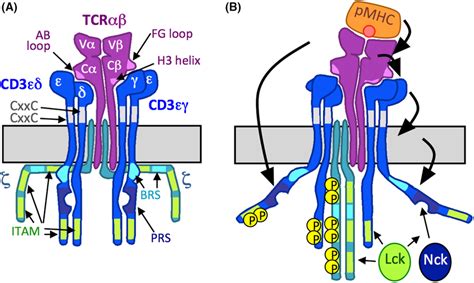 The αβ Tcr Complex A The Tcrαβ Heterodimer Binds To Pmhc With Its