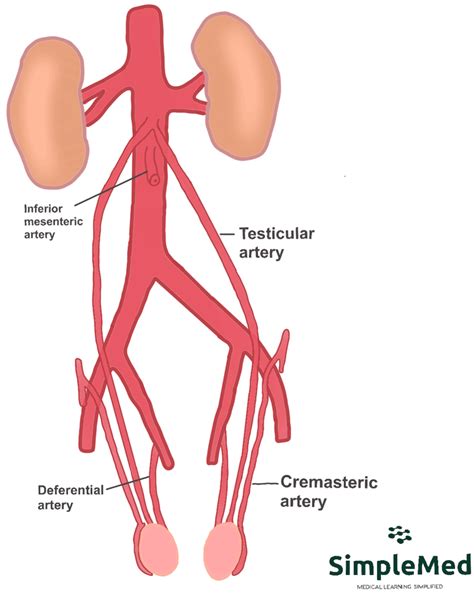 1 Anatomy Of The Man Simplemed Learning Medicine Simplified