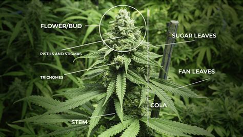cannabis plants anatomy from seeds to buds fast buds