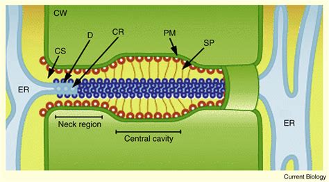 Plasmodesmata Current Biology