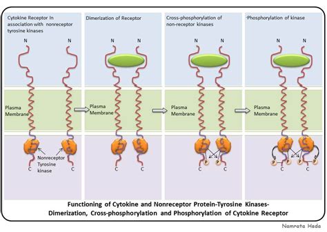 B For Biology Types Of Receptors Part 3