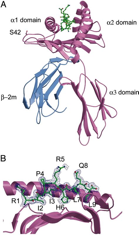 Crystal Structure Of Hla G A Nonclassical Mhc Class I Molecule