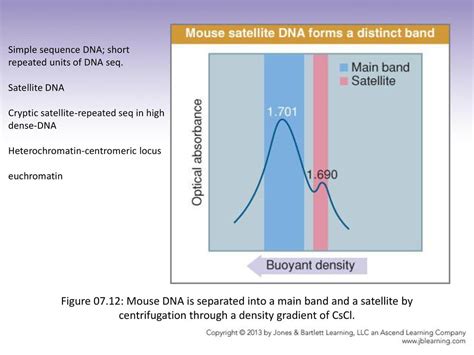 Chapter 7 Clusters And Repeats Jocelyn E Krebs Ppt Download