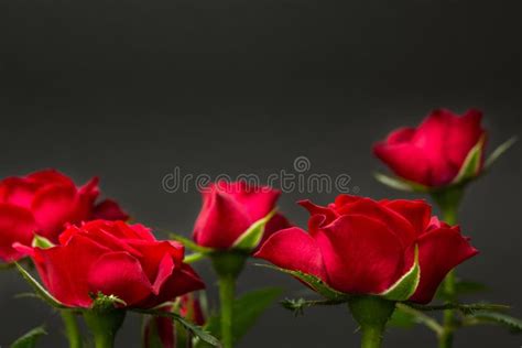 Nahaufnahme Von Roten Rosen Auf Einem Schwarzen Hintergrund Stockbild