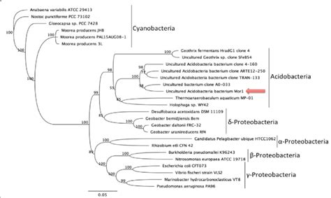 Phylogenetic Tree Comparing The 16s Rrna Sequence Of Mor1 To Those Of