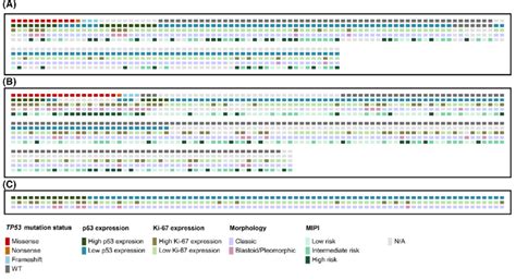 Correlation Between P53 Scoring Tp53 Mutation Morphology Variant