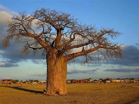 The Unexpected Origin And Remarkable Journey Of Upside Down Trees The