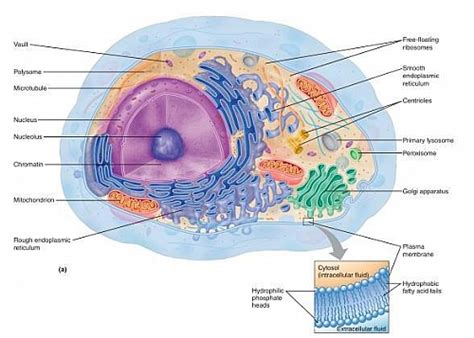 Cytoplasm Functions Structure And Diagram Jotscroll