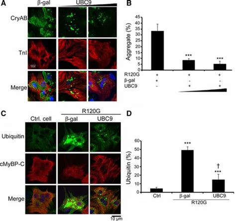 Sumo E2 Enzyme Ubc9 Is Required For Efficient Protein Quality Control