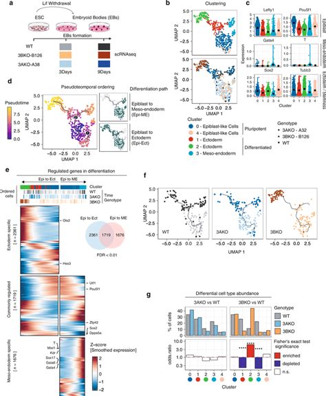Scrna Seq Profiling Of Dnmt3a− − And Dnmt3b− − Differentiating Ebs A