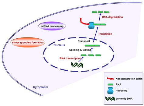 Schematic Representation Of Rna Metabolism In Mammalian Cells Marked