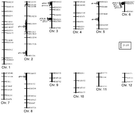 Genetic Linkage Map Showing The Location Of Qtls For Standard Tolerance