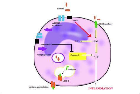 The Interactions Between Nod2 And Bacterially Induced Autophagy