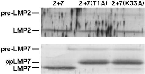 Effect Of Lmp7 Active Site Mutations On Lmp2 Processing Proteasomes