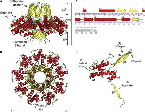 Small Terminase Couples Viral Dna Binding To Genome Packaging Atpase
