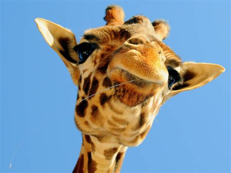 free 21 giraffe wallpapers in psd vector eps