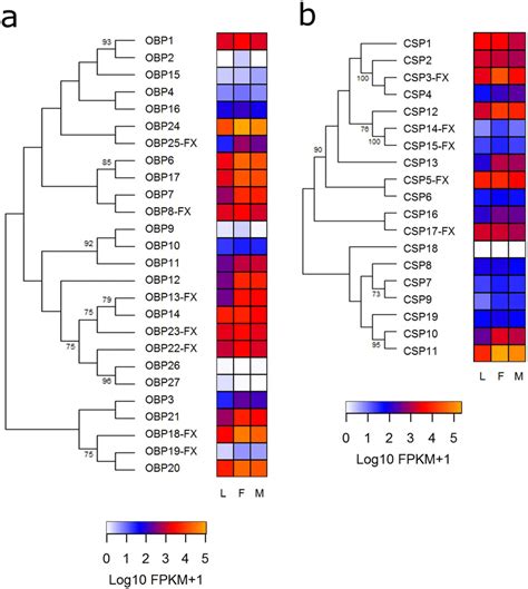 Phylogenetic Relationship Of Odorant Binding Proteins Obps And