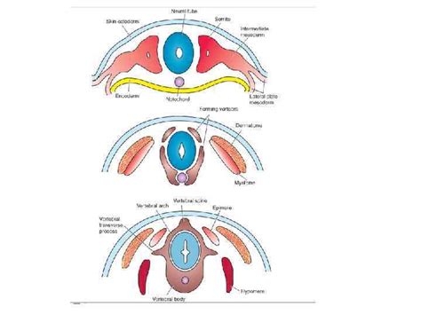 Transverse Sections Showing Development Of The Mesodermal Germ