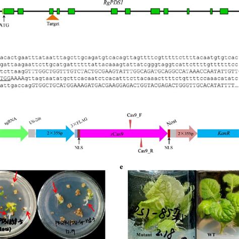 Schematic Representations Of The R Glutinosa Rgpds1 Target Gene