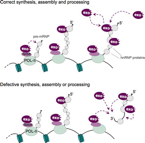 A Model For The Cotranscriptional Surveillance Of Mrna Biogenesis The