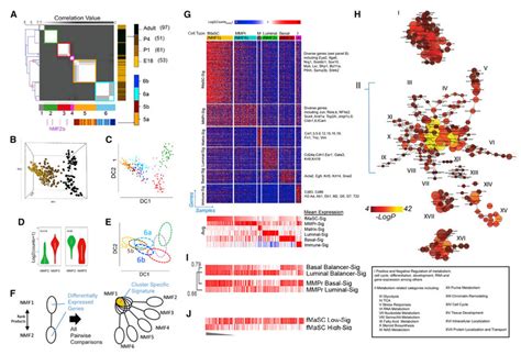 Identification Of Cell Types And Signatures Across Early Mammary