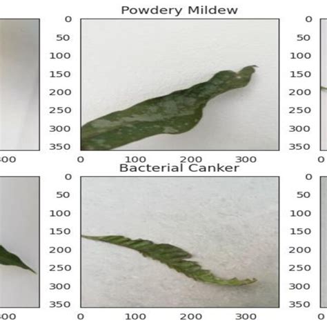 Pdf Automatic Detection And Classification Of Mango Disease Using