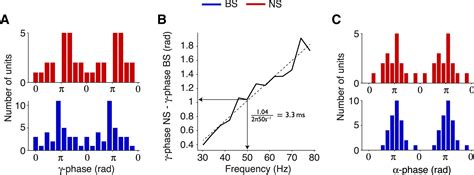 Attentional Modulation Of Cell Class Specific Gamma Band