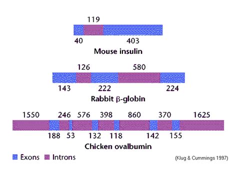 Exon Intron Structure