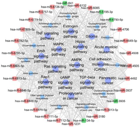 Mirna Kegg Network Showing The Interactions Between Key Mirnas And The