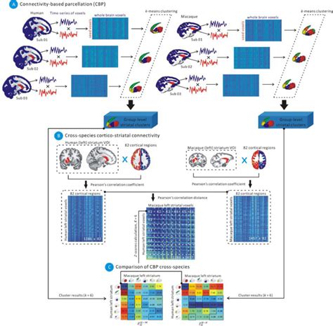 Functional Parcellation Of Human And Macaque Striatum Reveals Human