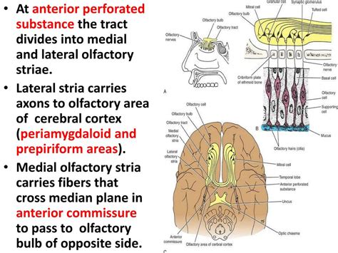 Ppt Olfactory Nerve Powerpoint Presentation Free Download Id 2084320
